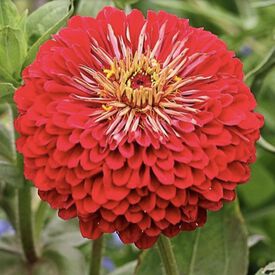 Benary Giant Zinnia Seeds | Urban Farmer