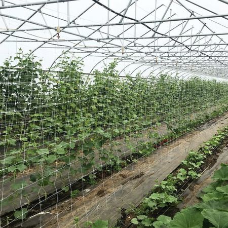 Hortonova FG Trellis: 79" x 50' | Urban Farmer