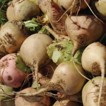 Sugar, Beet Seeds | Urban Farmer