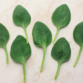 spinach leaf types