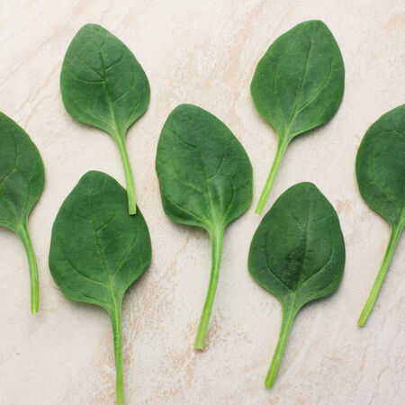 spinach leaf shape