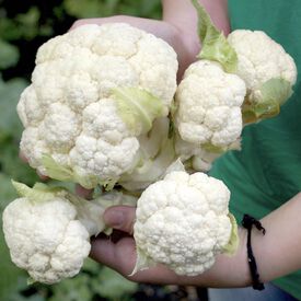 Cauliflower Seeds - Heirloom & Organic | Urban Farmer
