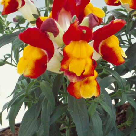 red flowered snapdragon