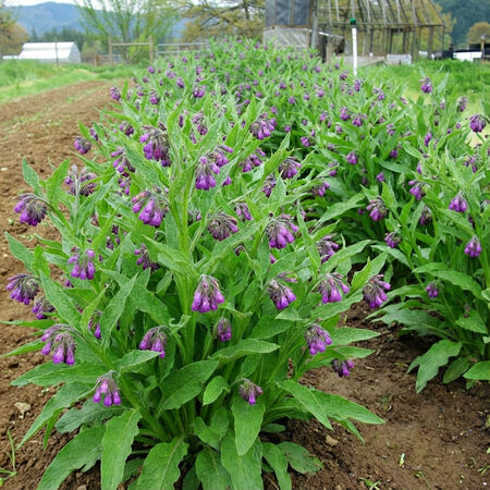 comfrey herbal