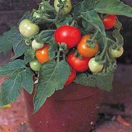 Micro Tom, (F1) Tomato Seeds | Urban Farmer