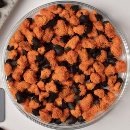 Giant Bird of Paradise, Strelitzia Seed | Urban Farmer