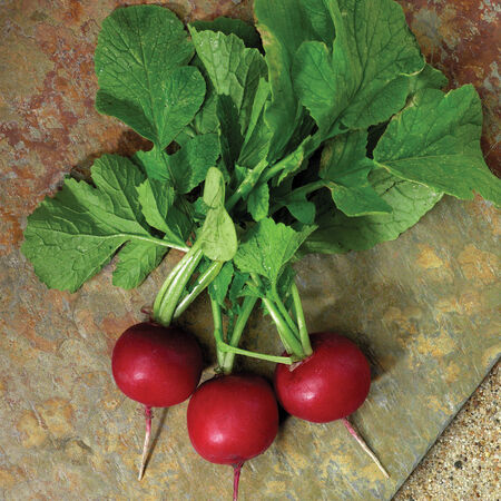 Crunchy Royale, (F1) Radish Seeds | Urban Farmer