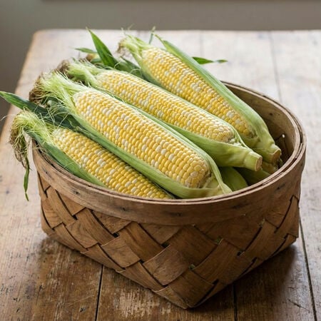 seed packet.coloring pages.html.html.html.html.html.html.html.html.html.html.html.html.html.html.html.html.html.html.html.html.html.html