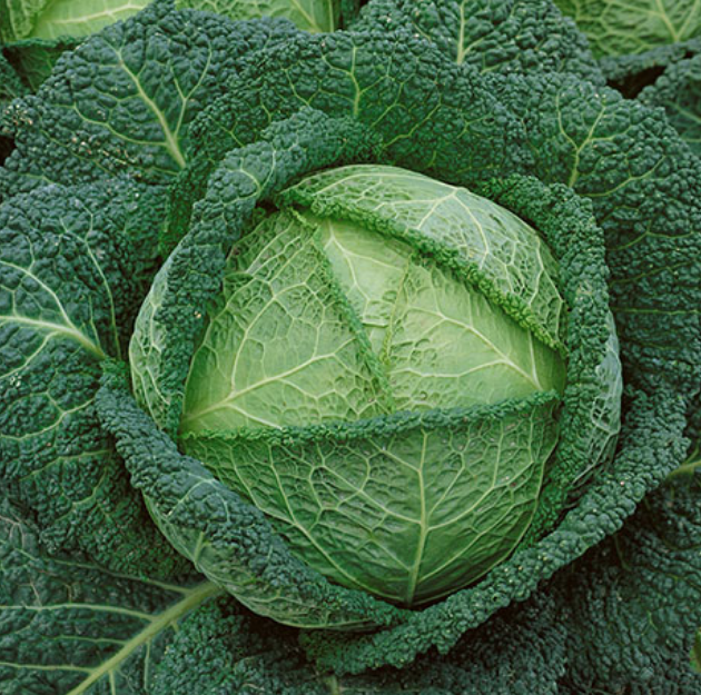 Savoy Perfection, Cabbage Seeds | Urban Farmer