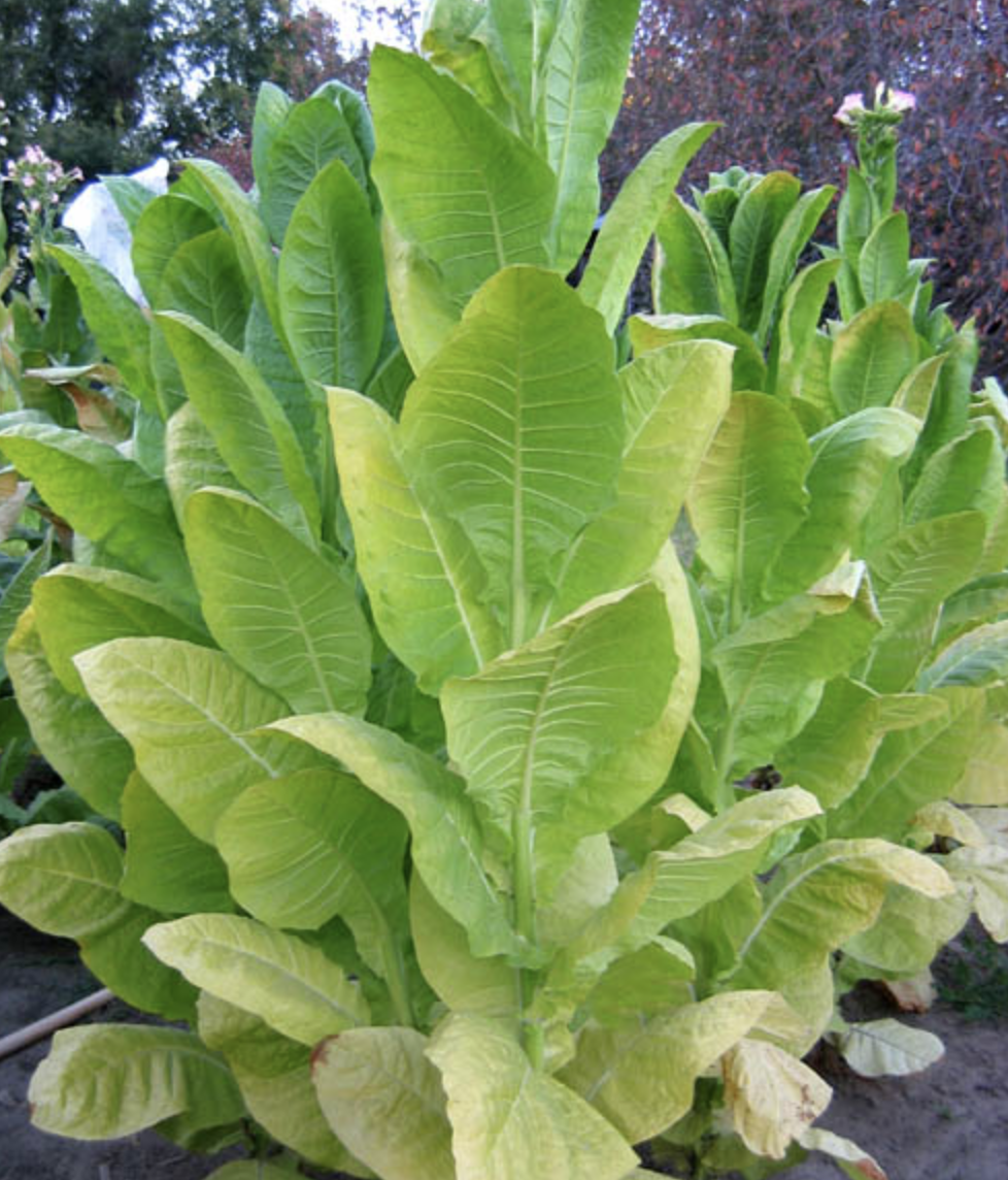 Shargo, Tobacco Seed | Urban Farmer