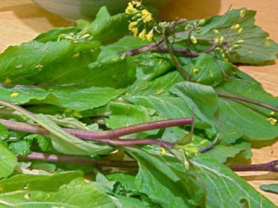 Hon Tsai Tai, Greens | Urban Farmer