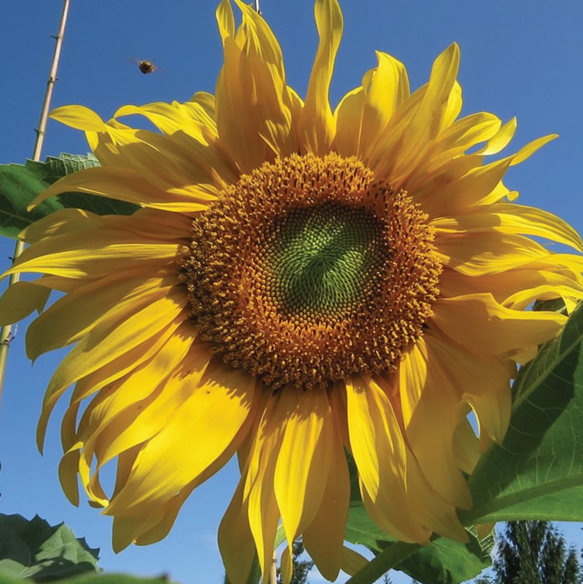 Salt N' Roast, (F1) Sunflower Seeds | Urban Farmer