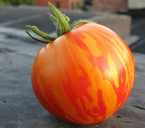 Red Zebra, Tomato Seeds | Urban Farmer