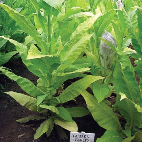 Golden Burley, Tobacco Seed | Urban Farmer