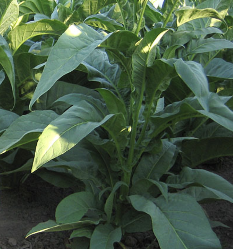 Pennsylvania Red, Tobacco Seed | Urban Farmer
