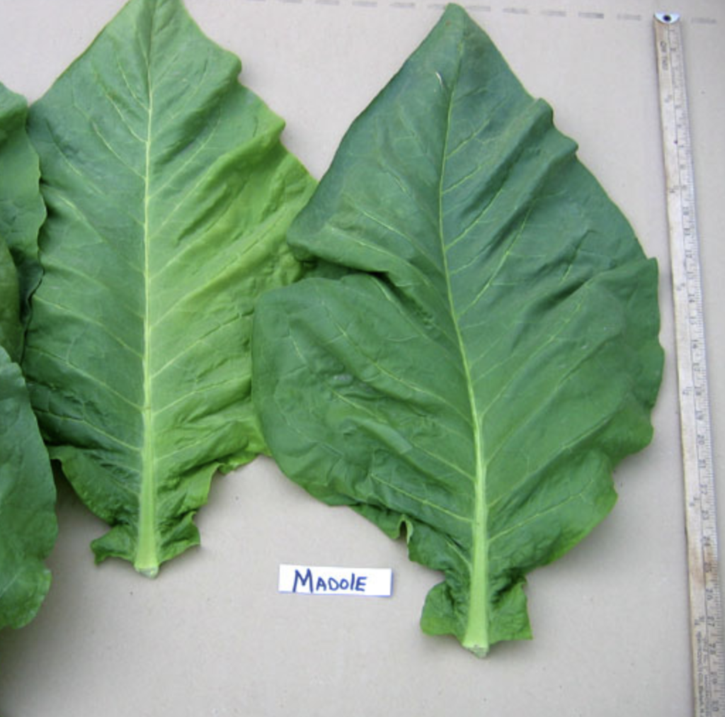 Madole, Tobacco Seed | Urban Farmer