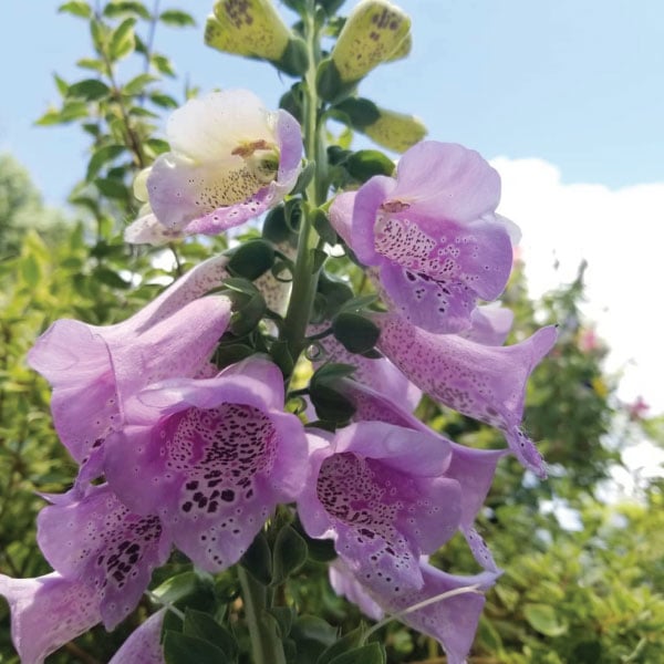 Camelot Lavender, (F1) Digitalis Seeds | Urban Farmer