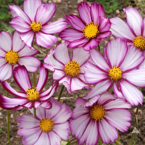 Picotee, Cosmo Seeds | Urban Farmer