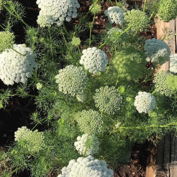 Green Mist, Ammi | Urban Farmer