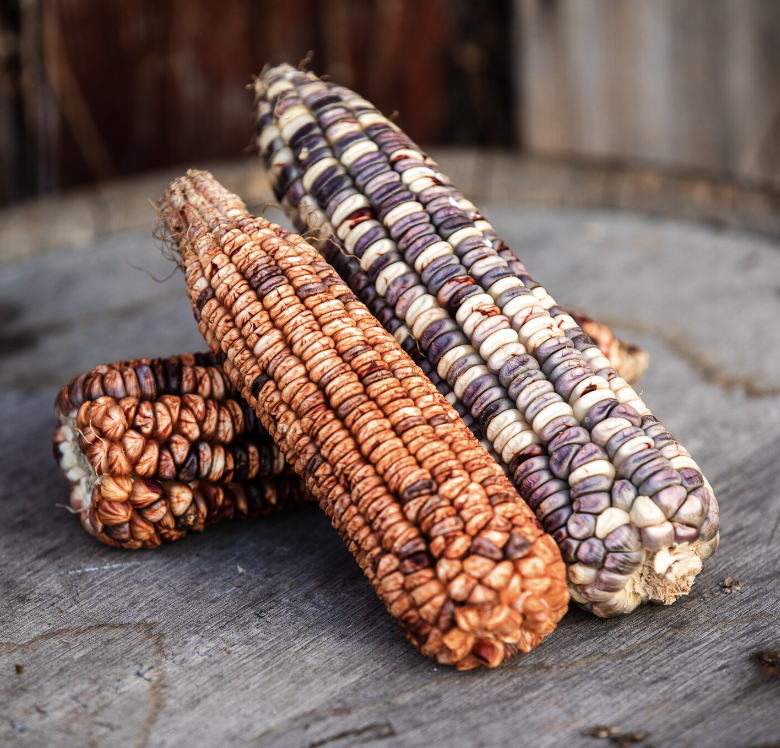 Kentucky Rainbow Dent, Corn Seed | Urban Farmer