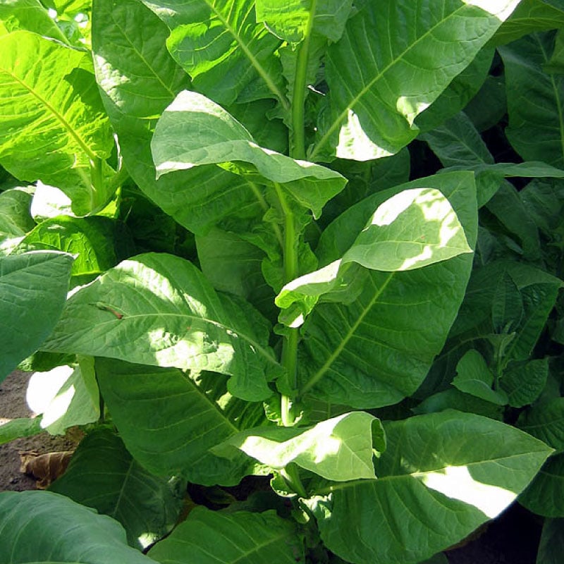 Corojo 99, Tobacco Seed | Urban Farmer