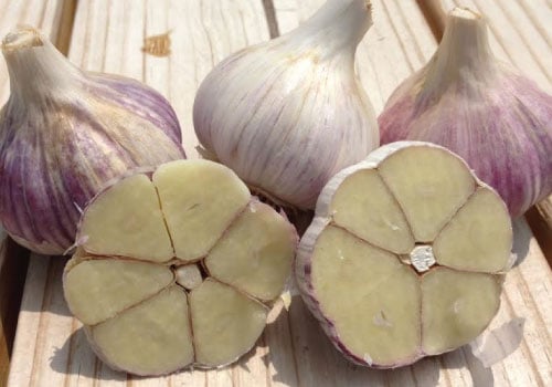 Music, Garlic Bulbs | Urban Farmer