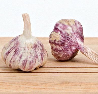 Purple Italian, Garlic Bulbs | Urban Farmer