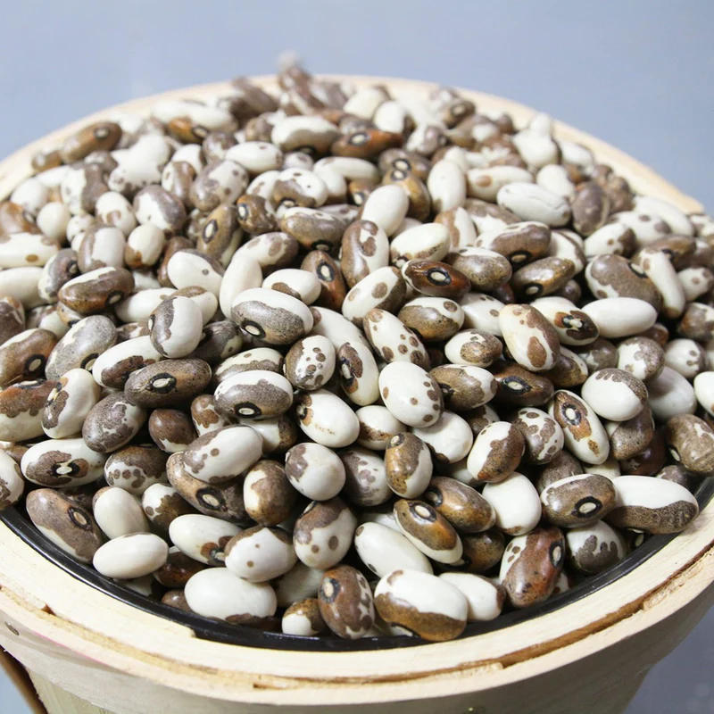 Dapple Grey, Bean Seeds | Urban Farmer