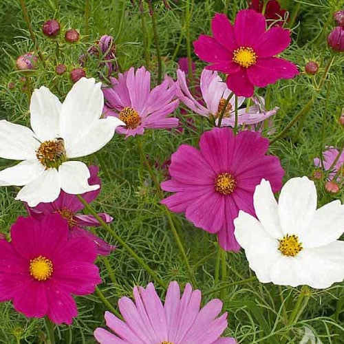 Cosmos Varieties