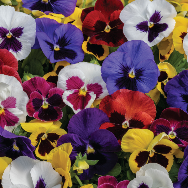 Blotch Mix Spring Grandio, (F1) Viola Seeds | Urban Farmer