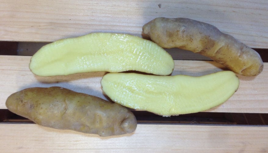 Banana Fingerling, Seed Potatoes | Urban Farmer