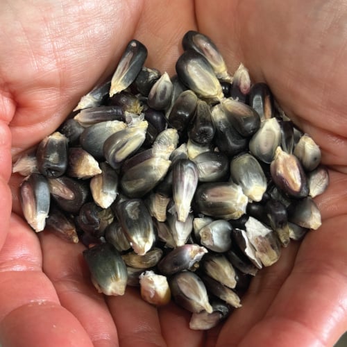 Blue Cónico, Corn Seed | Urban Farmer