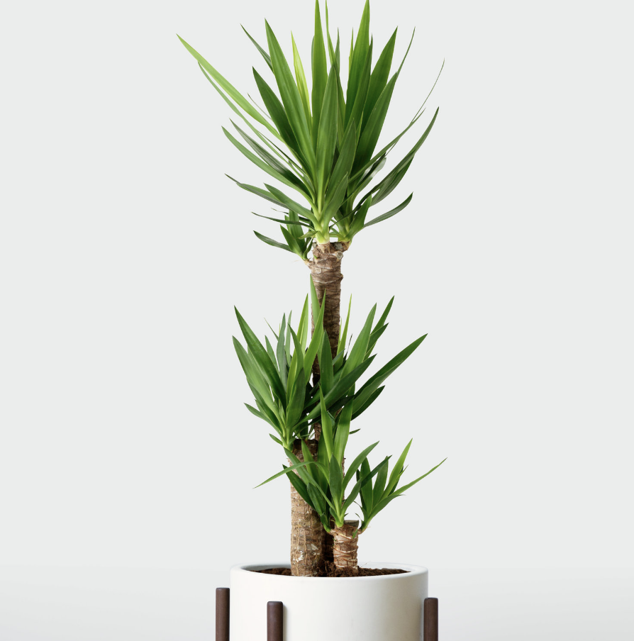 Blue Stem, Yucca Seed | Urban Farmer