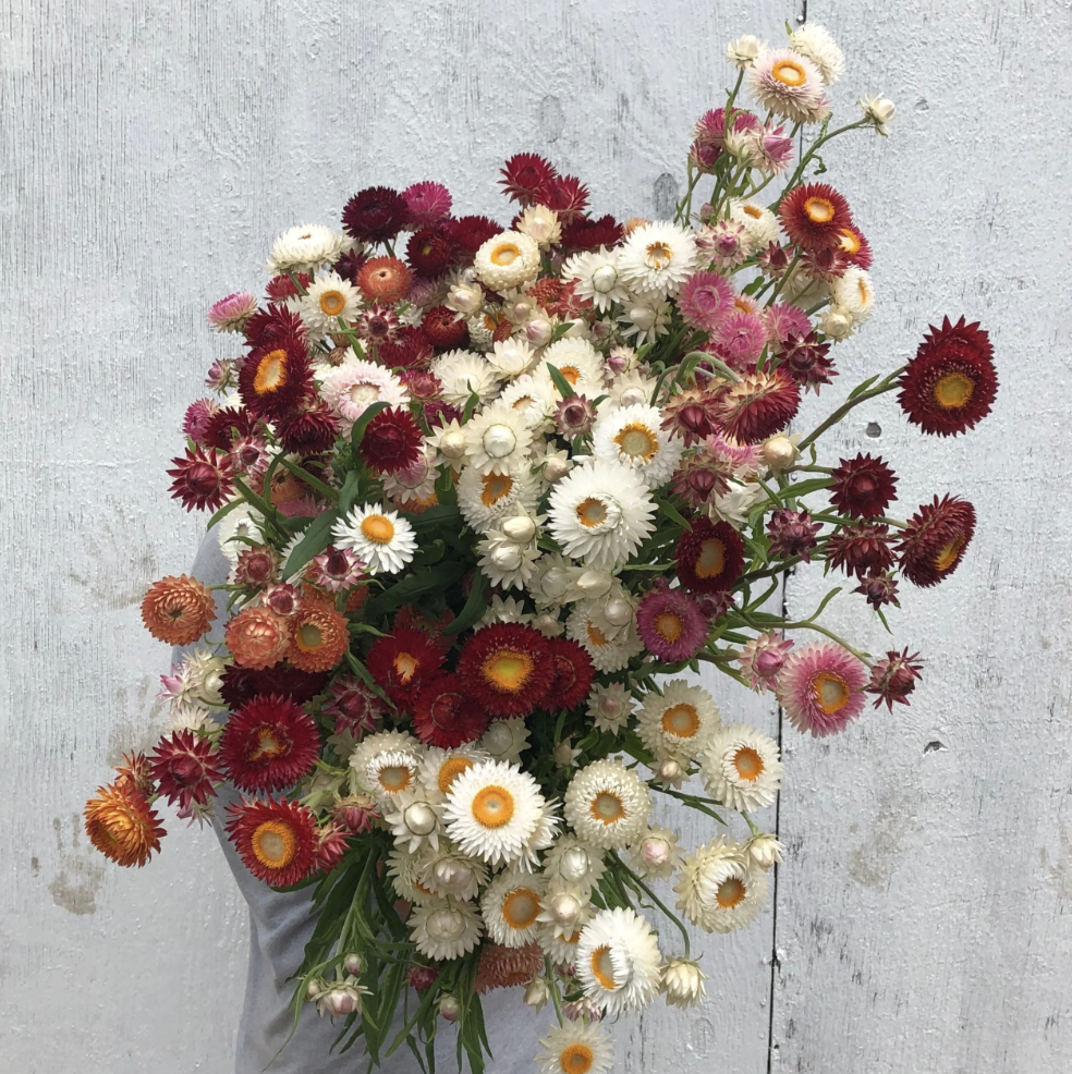 King Mix, Strawflower Seeds | Urban Farmer