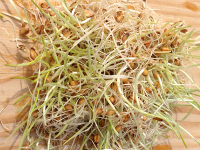 Soft White Wheat, Sprout Seeds | Urban Farmer