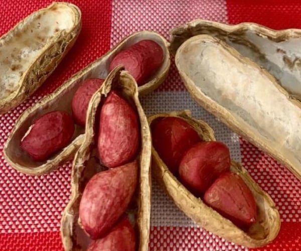 Tennessee Red Valencia, Peanut Seeds | Urban Farmer