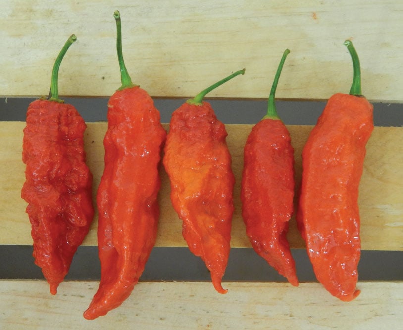Red Bhut Jolokia (Ghost), Pepper Seeds | Urban Farmer