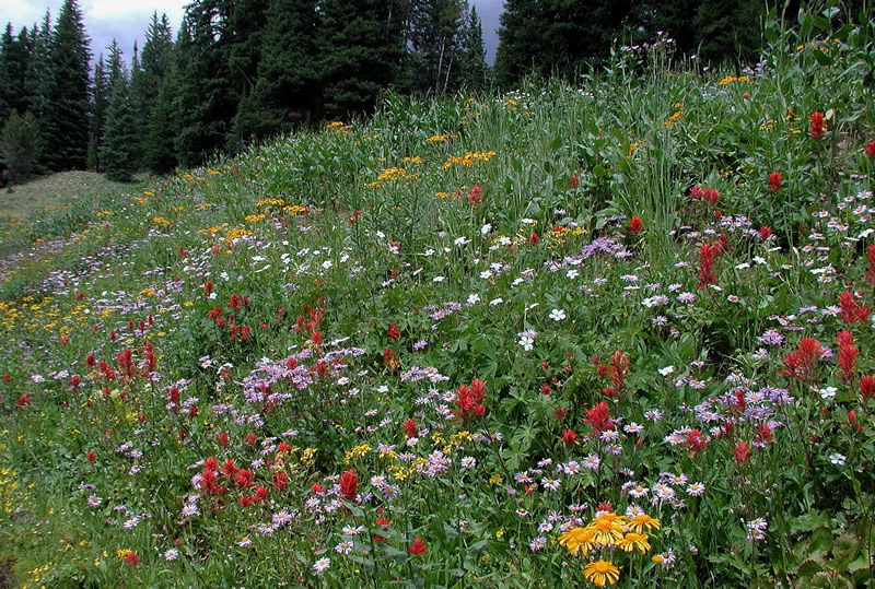 Intermountain Native Blend, Wildflower Seed | Urban Farmer