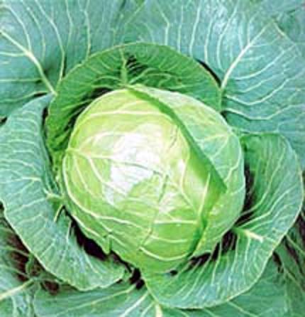 Golden Acre, Cabbage Seeds | Urban Farmer