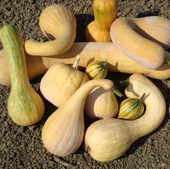 Baker's Choice Marbled, (F1) Squash Seeds | Urban Farmer