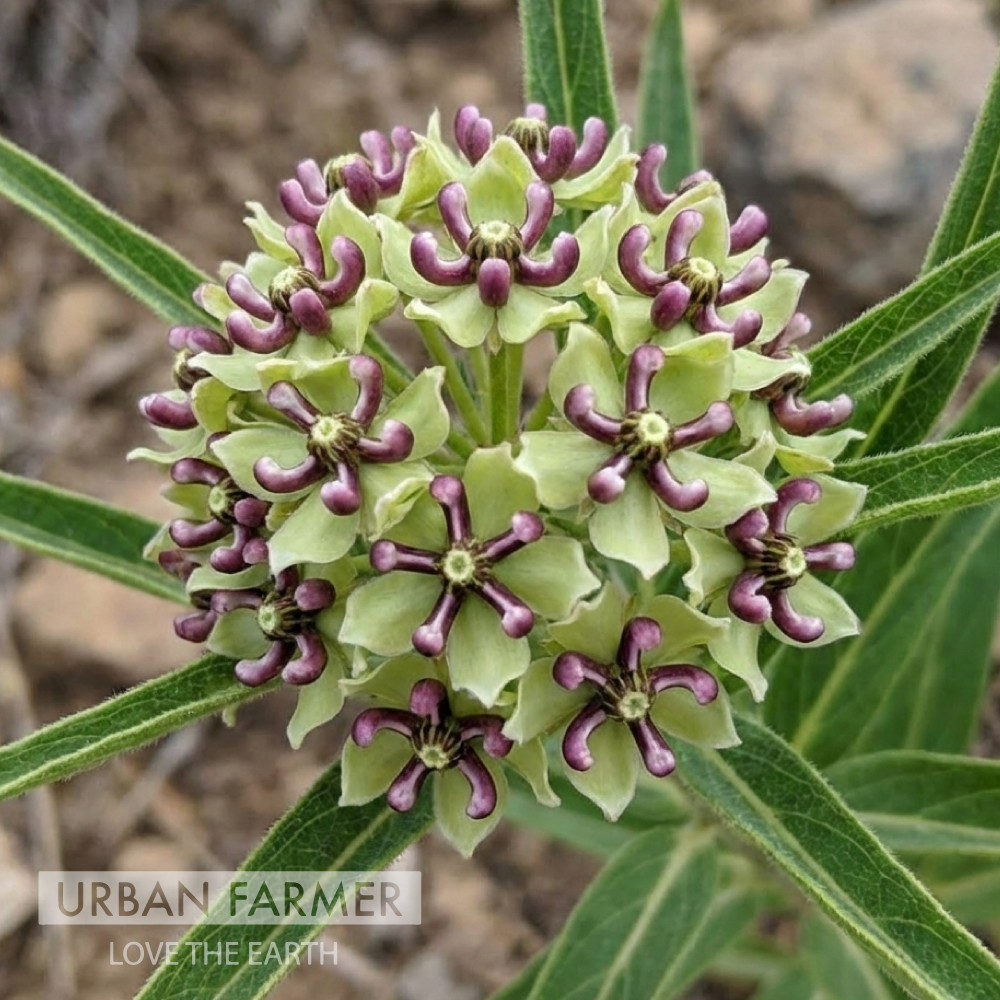 Antelope Horn Milkweed, Asclepias | Urban Farmer