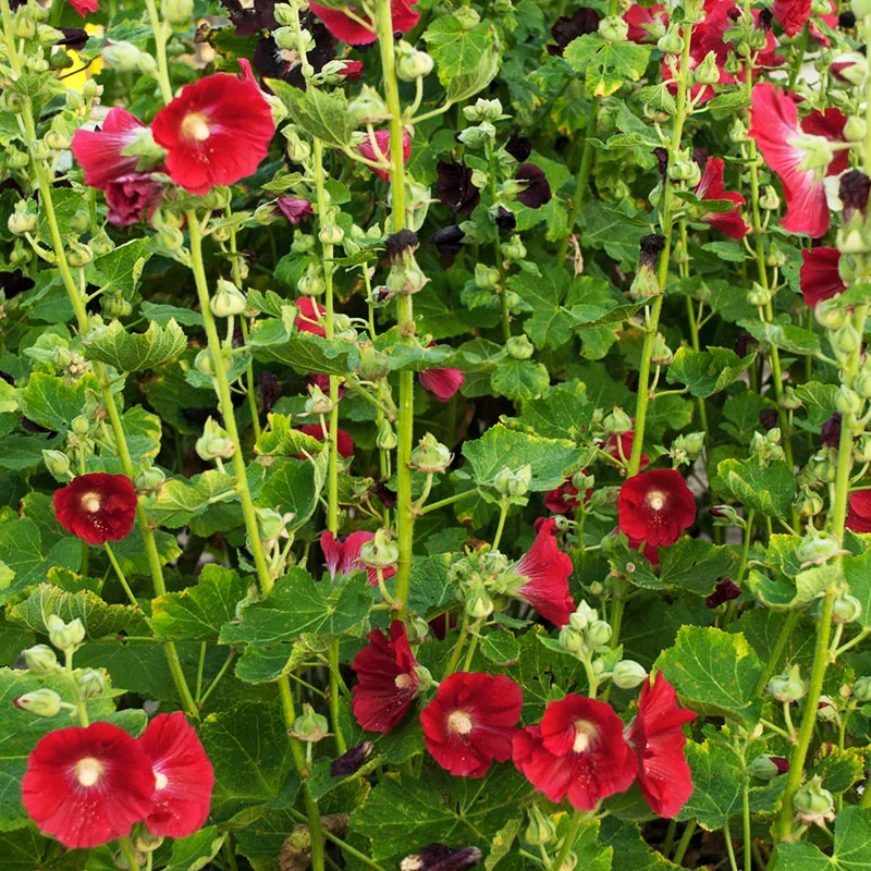 Mars Magic, Hollyhock Seeds | Urban Farmer