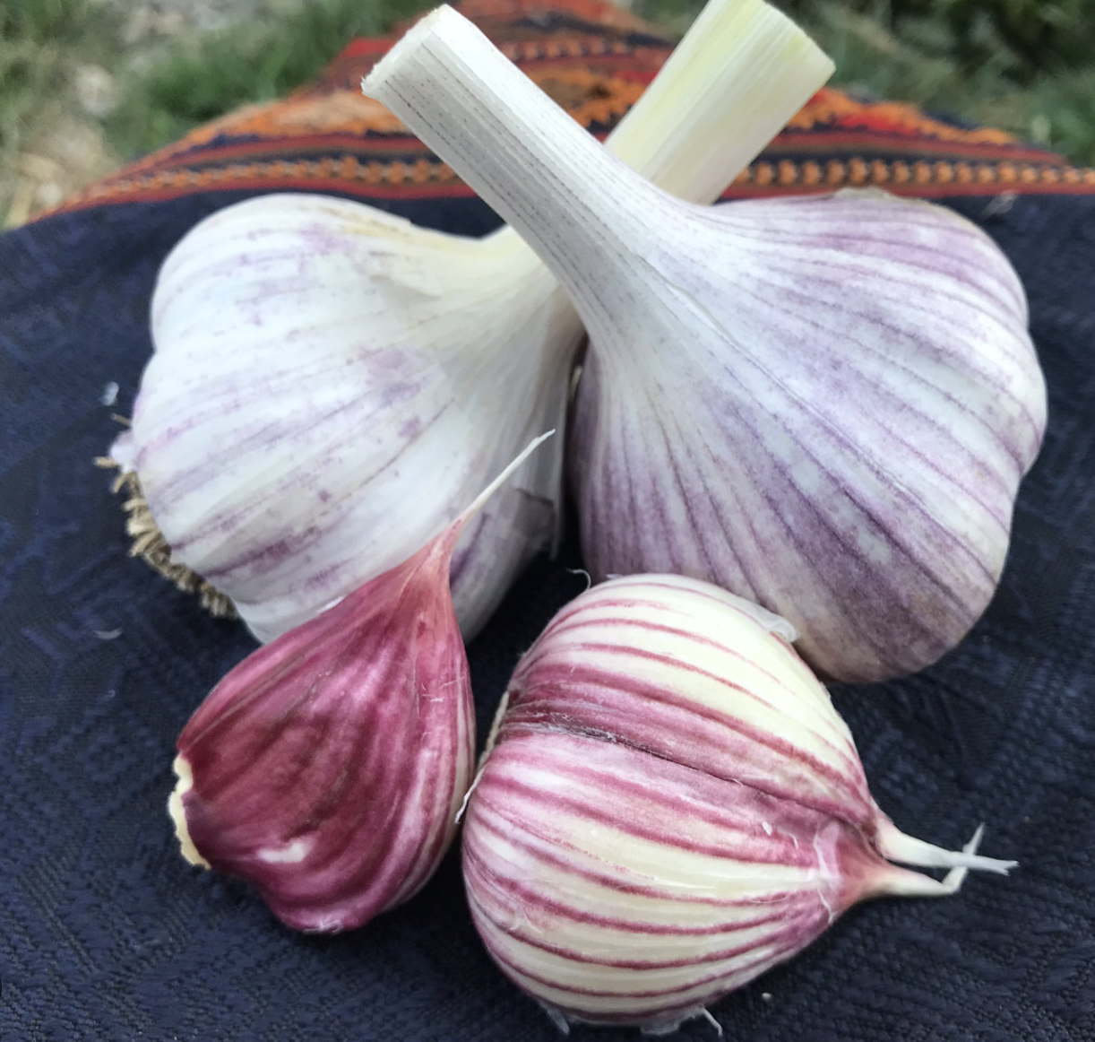 Korean Red, Garlic Bulbs | Urban Farmer