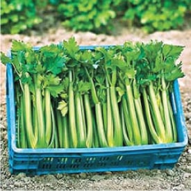 Tango, Organic Celery Seeds | Urban Farmer