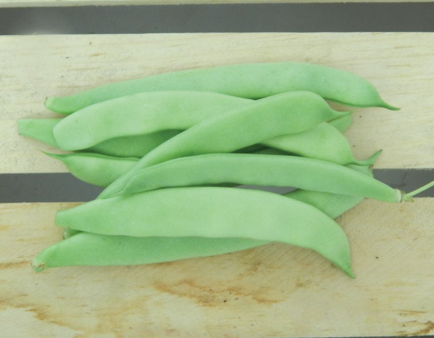 Roma II, Bean Seeds | Urban Farmer