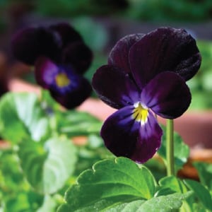 Blackjack, Viola Seeds | Urban Farmer