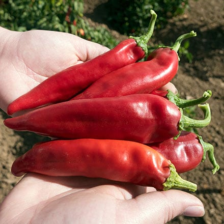 Joe Parker, Organic Pepper Seeds | Urban Farmer