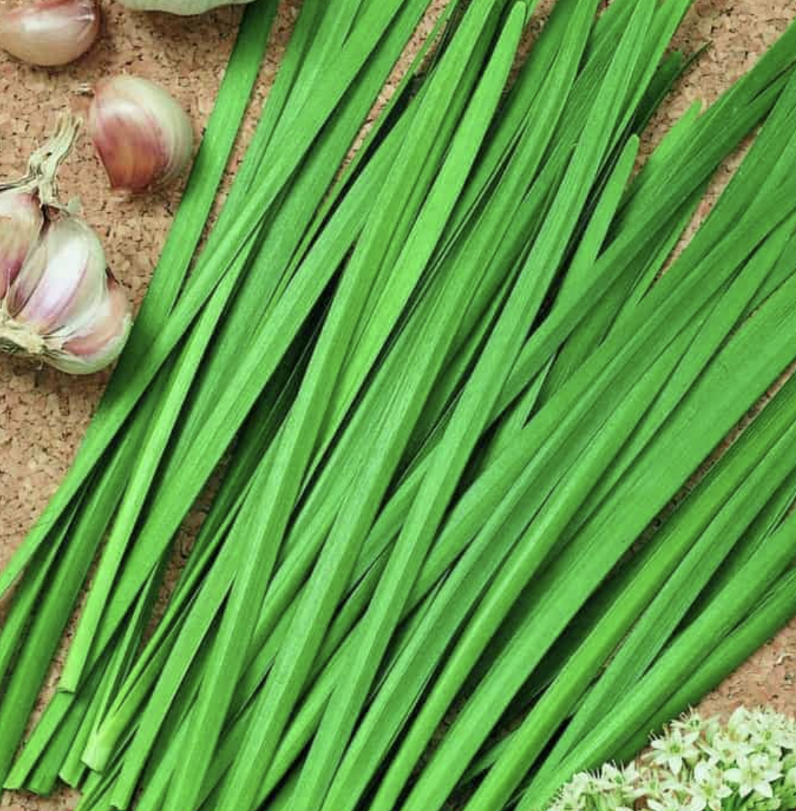 Garlic Geisha, Chive Seeds | Urban Farmer