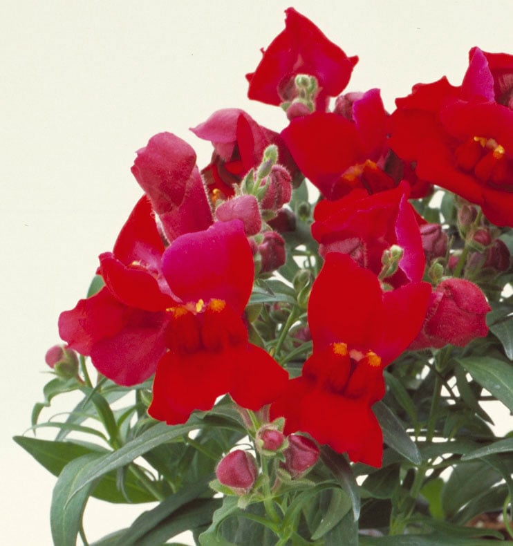 Crimson Floral Showers, (F1) Snapdragon Seeds | Urban Farmer