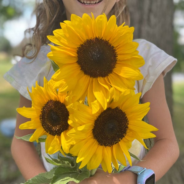 ProCut® Brillance, (F1) Sunflower Seeds | Urban Farmer